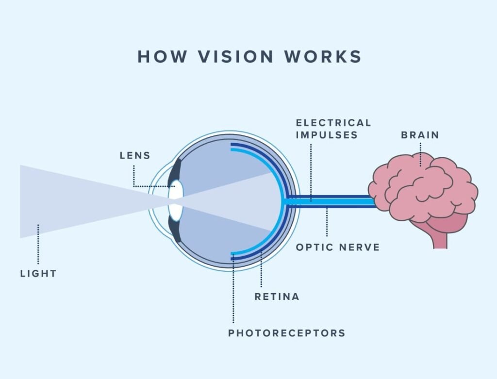 Anatomy of the Eye - Understanding Vision and Eye Function at Aggarwal ...